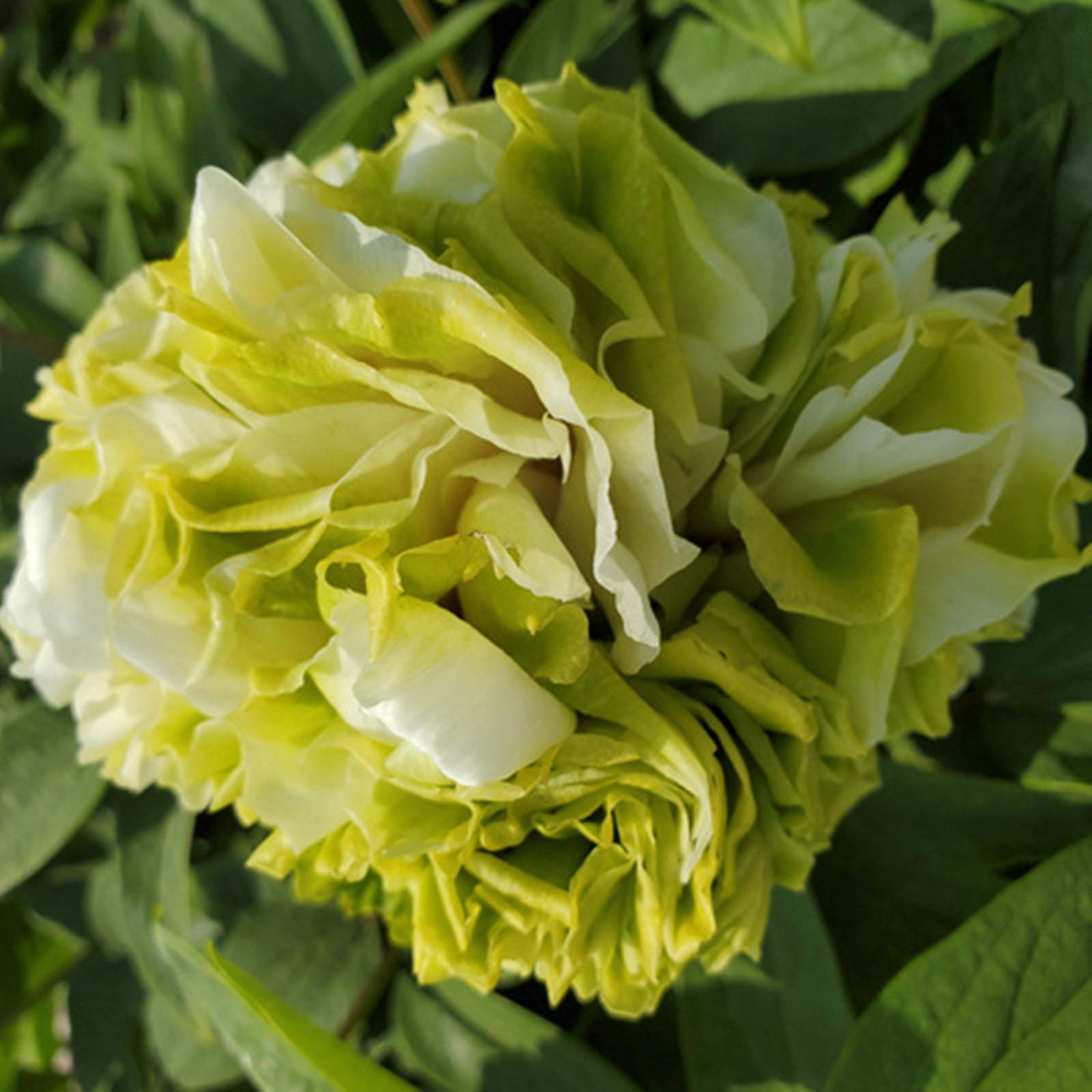 Peony Bulbs, Adapt To Various Environments, Peony Plants Live,Beautiful ...