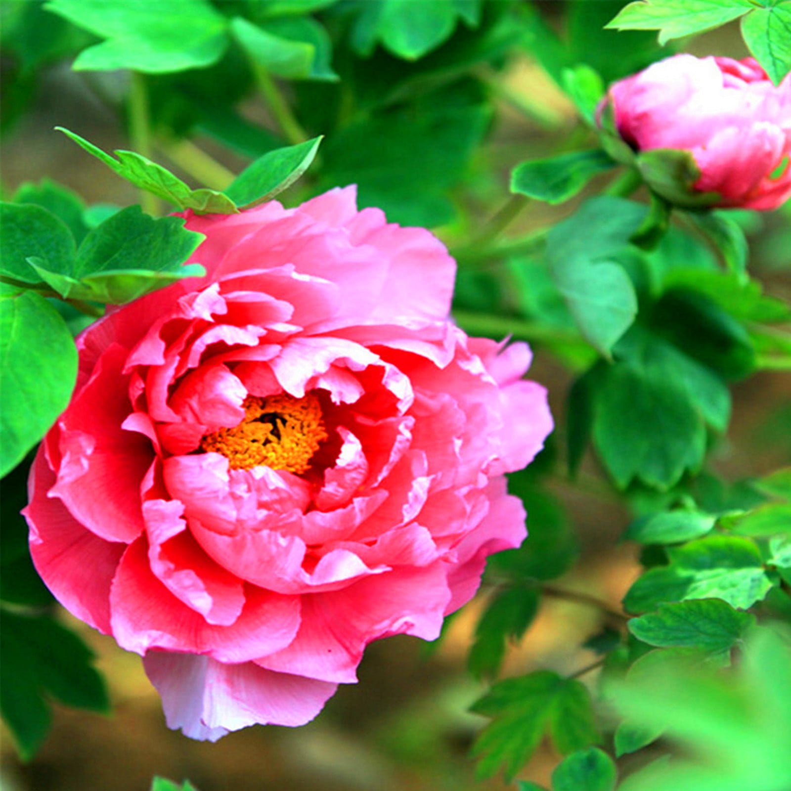 Peony Bulbs, Adapt To Various Environments, Peony Plants Live,Beautiful ...