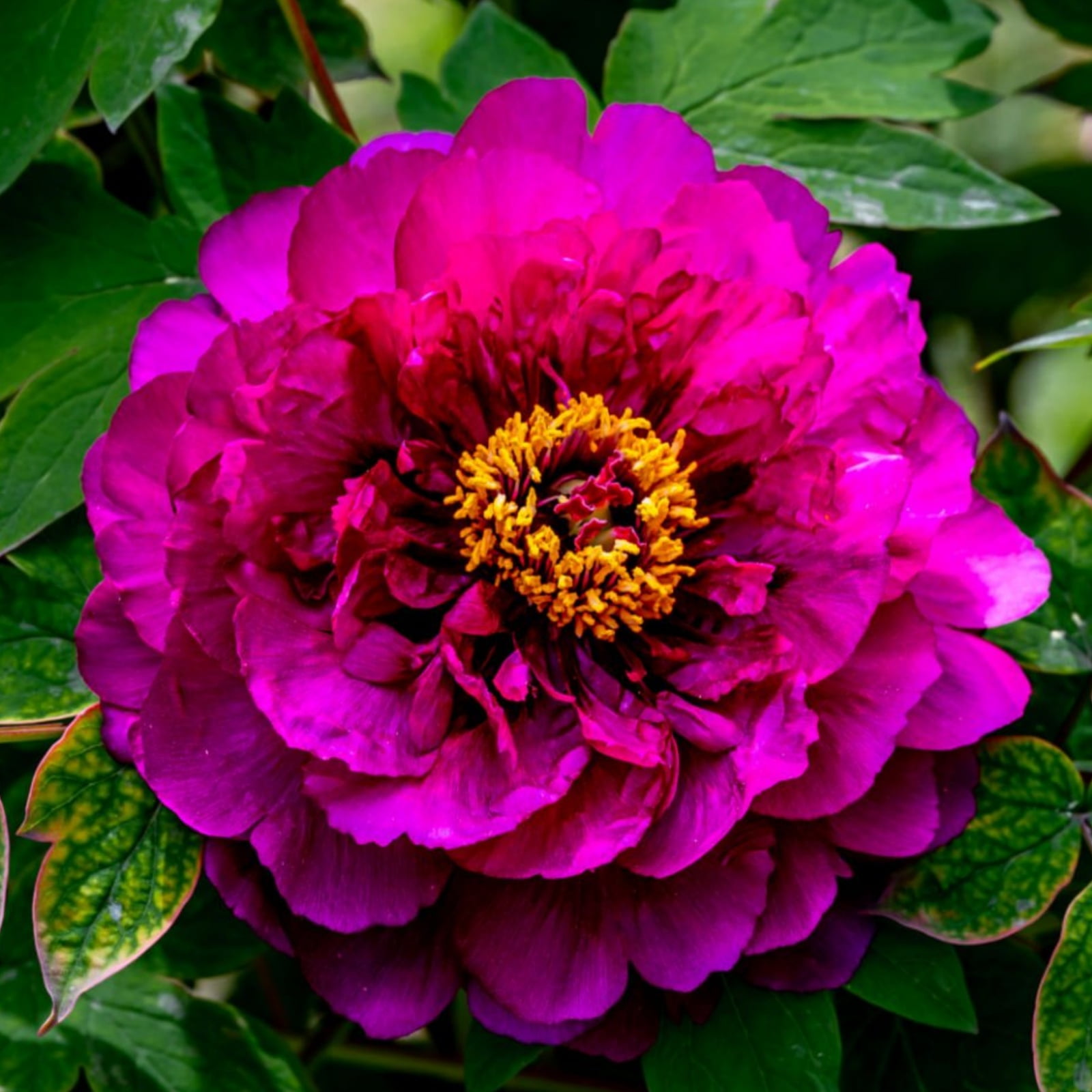 Peony Bulbs，Attractive Garden Flowers，Beautiful and Colorful Blooms for ...