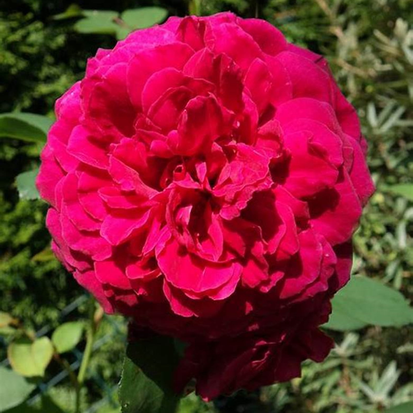 Peony Bulbs, Cold And Drought Resistant,Beautiful Fresh Cut Flowers ...