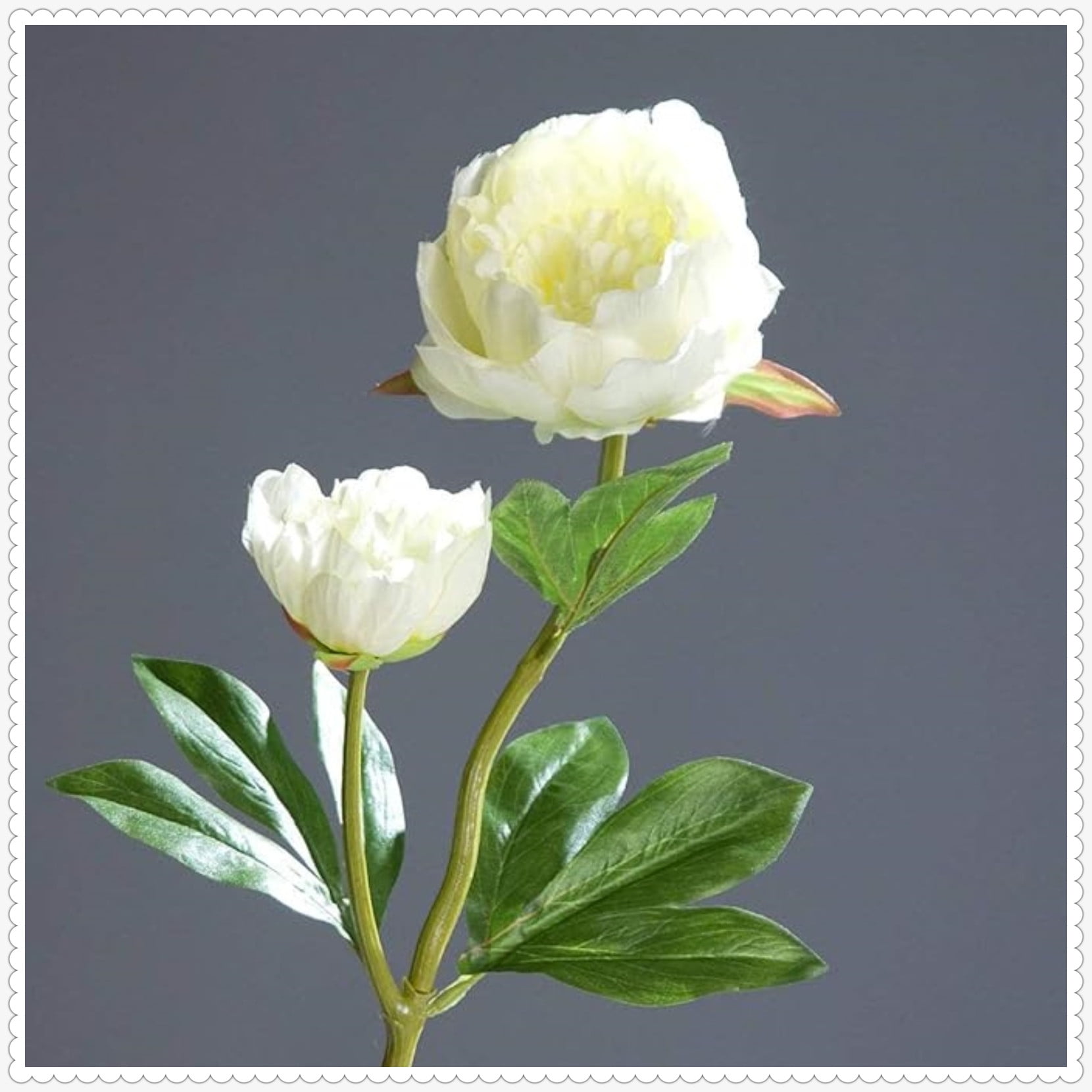 Peony Bulbs For Planting Exquisite Peony Plants For Garden Ready To ...