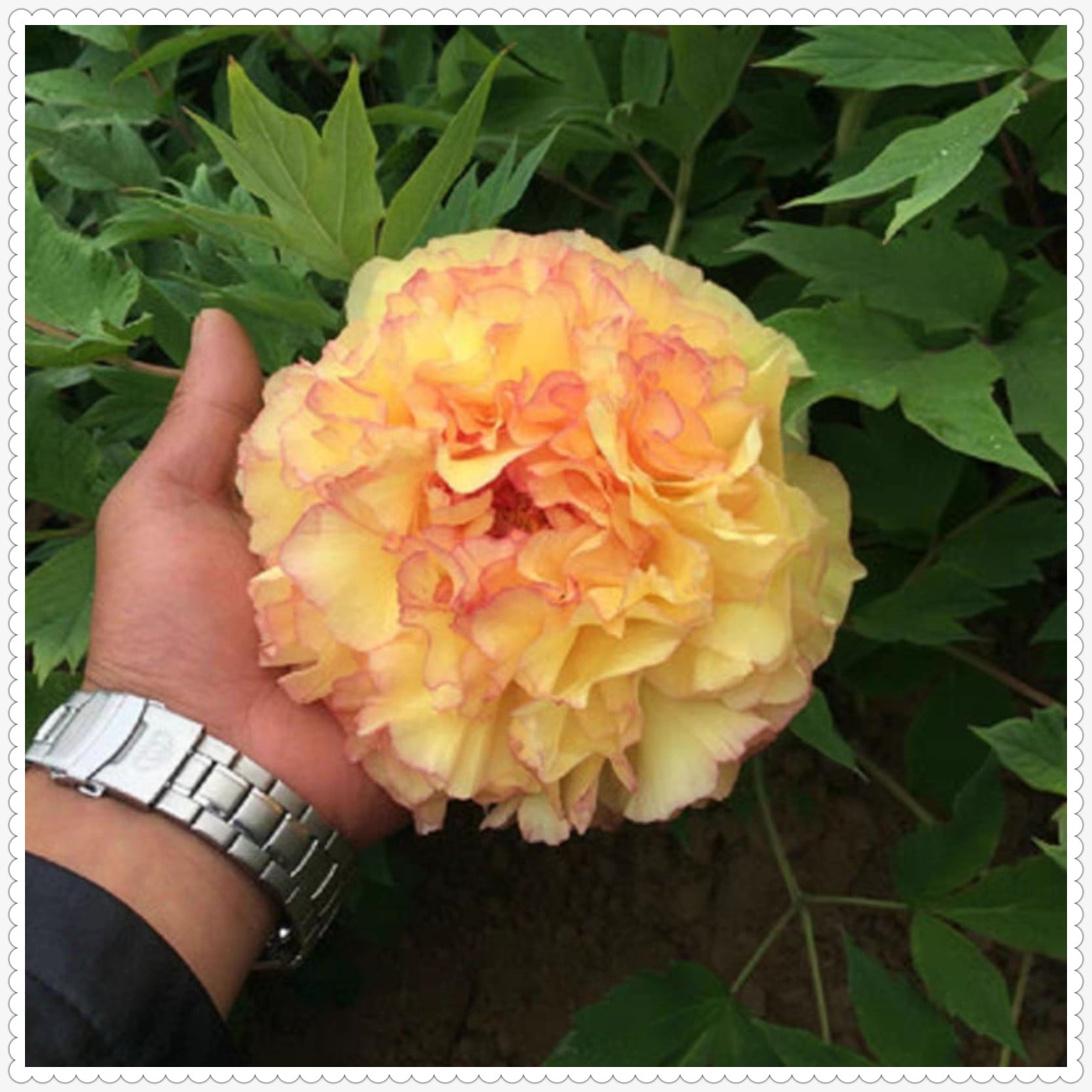 Peony Bulbs For Planting Exquisite Peony Plants For Garden Ready To ...