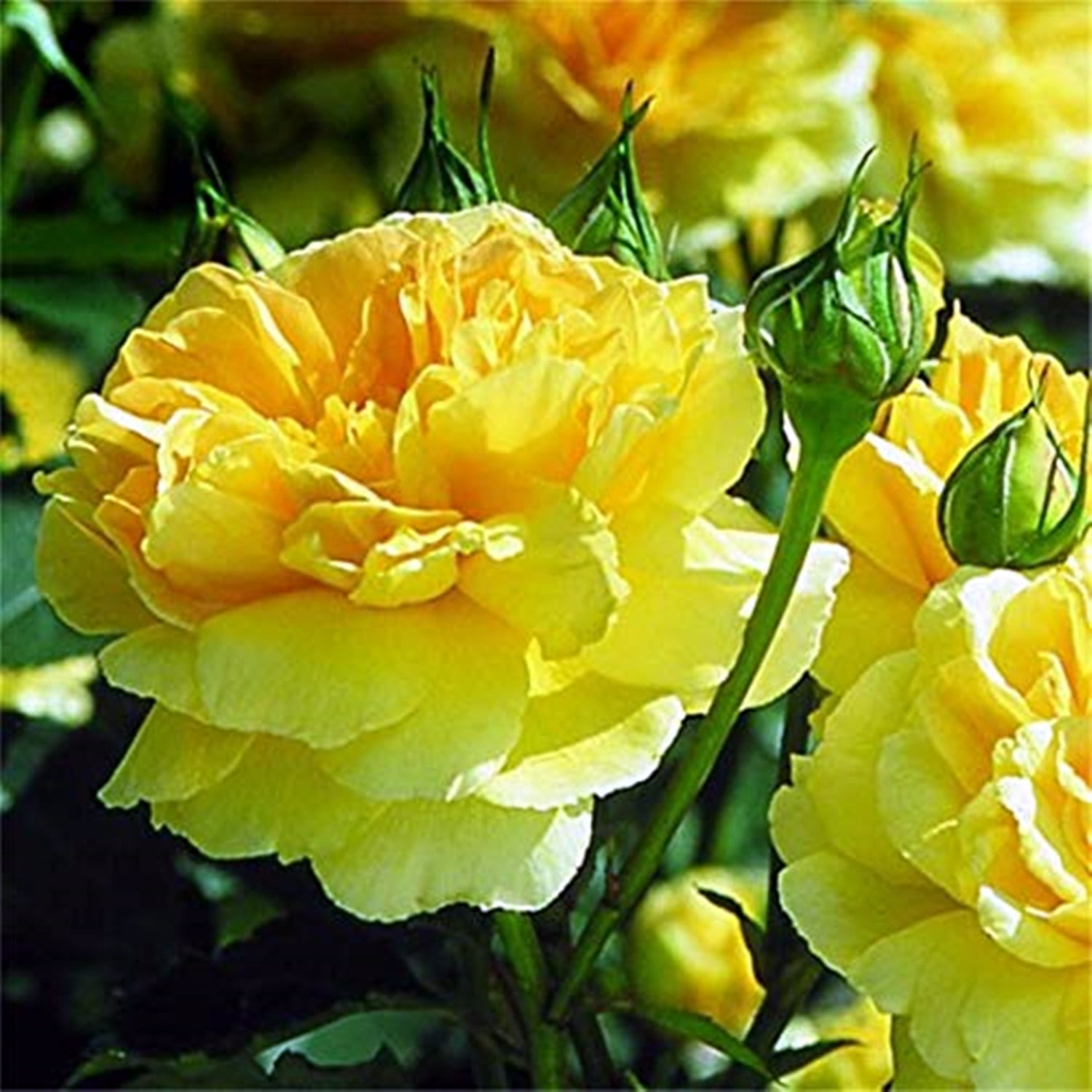 Peony Bulbs, Making Them A Versatile,Long-Lasting Choice For ...