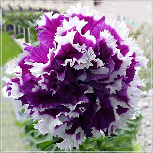 Peony Bulbs in Plant Bulbs - Walmart.com