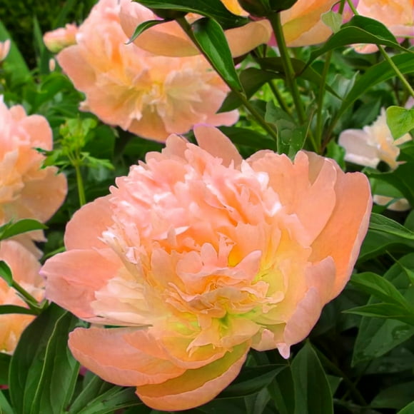 Peony Bulbs in Plant Bulbs - Walmart.com