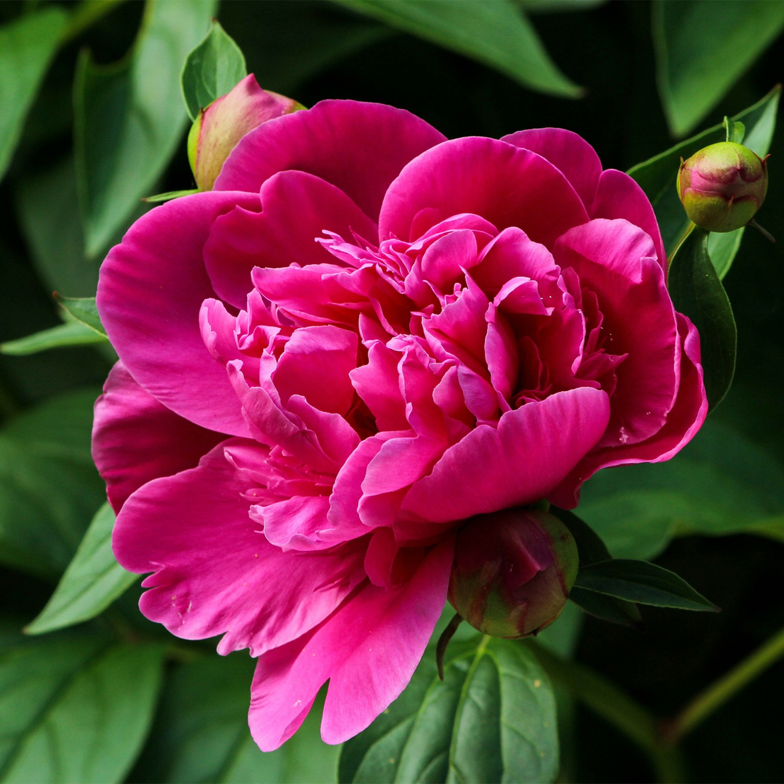 Peony Bulbs, Peony Plants Live, Making Them A Versatile,Long-Lasting ...