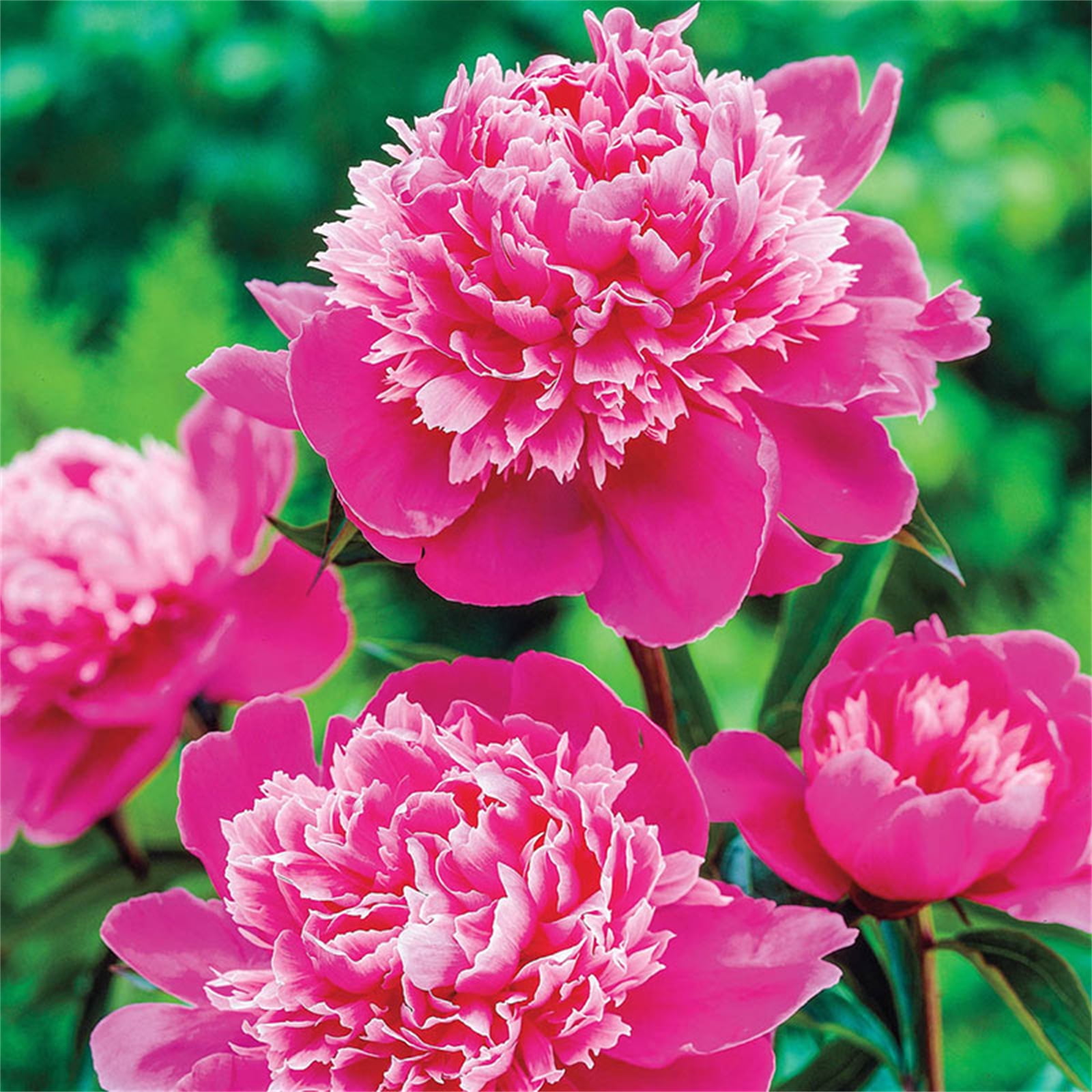Peony Bulbs, Peony Tubers,Peony Plant,Adapt To Various Environments ...