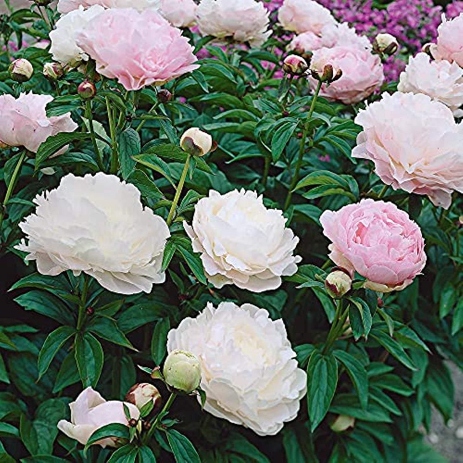 Peony Bulbs plant, Making Them A Versatile, Beautiful Fresh Cut Flowers ...