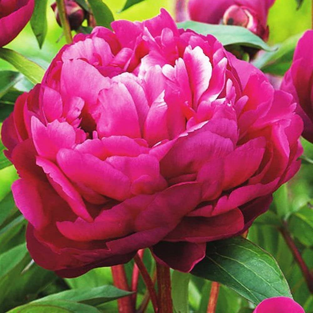 Peony Bulbs plant, Making Them A Versatile, Beautiful Fresh Cut Flowers ...