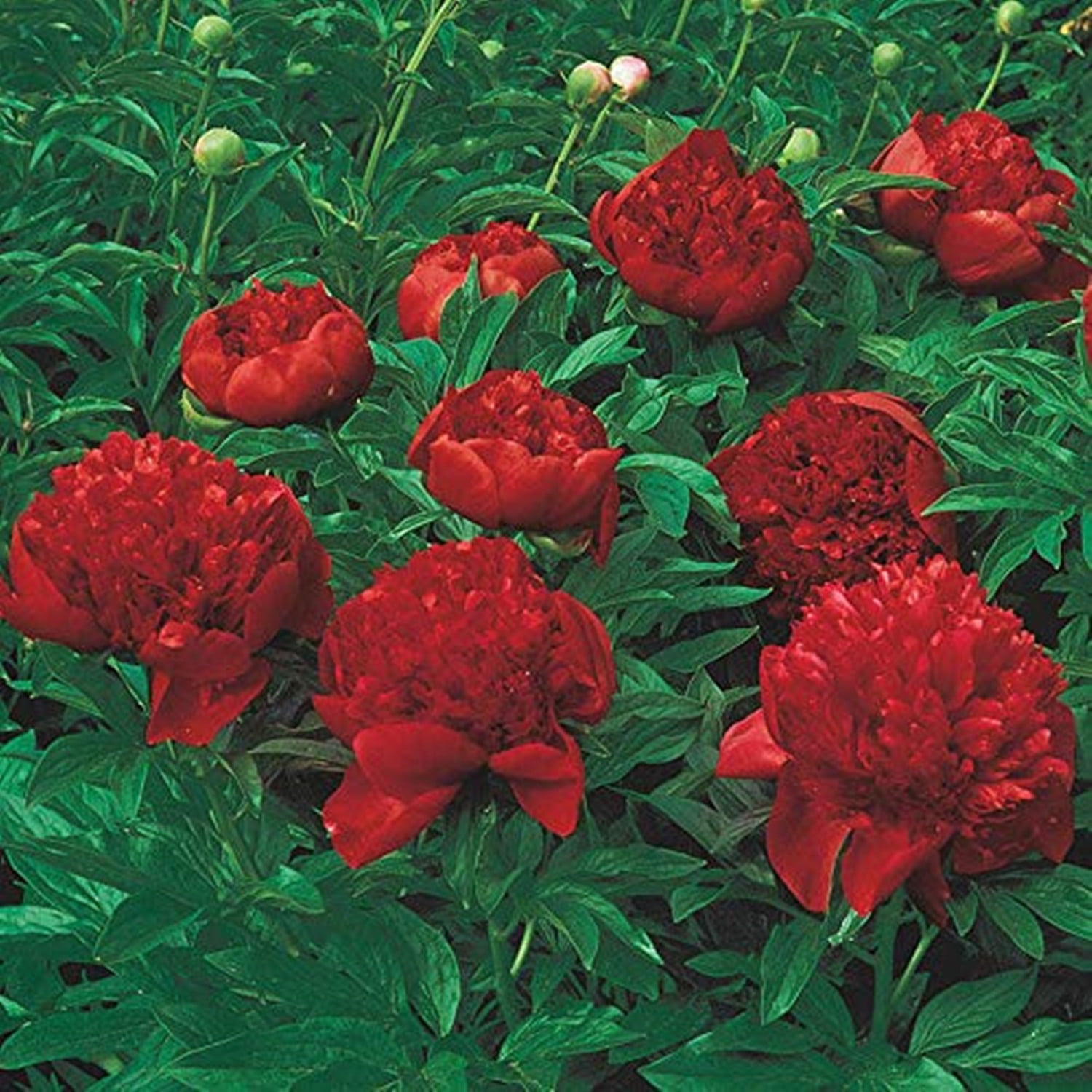Peony Bulbs plant, Making Them A Versatile, Beautiful Fresh Cut Flowers ...