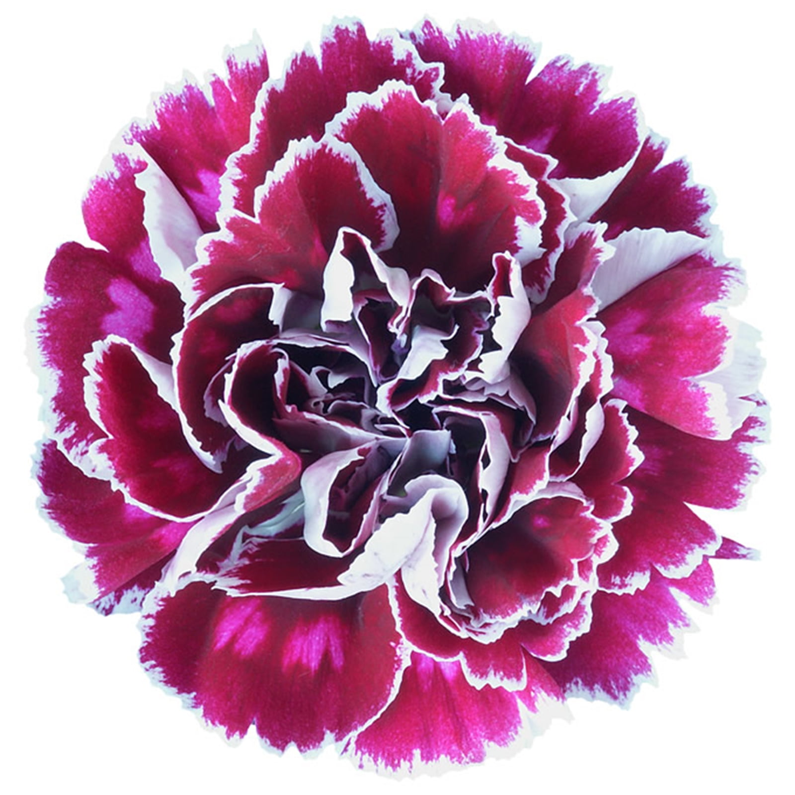 Peony Bulbs plant, Making Them A Versatile, Beautiful Fresh Cut Flowers ...