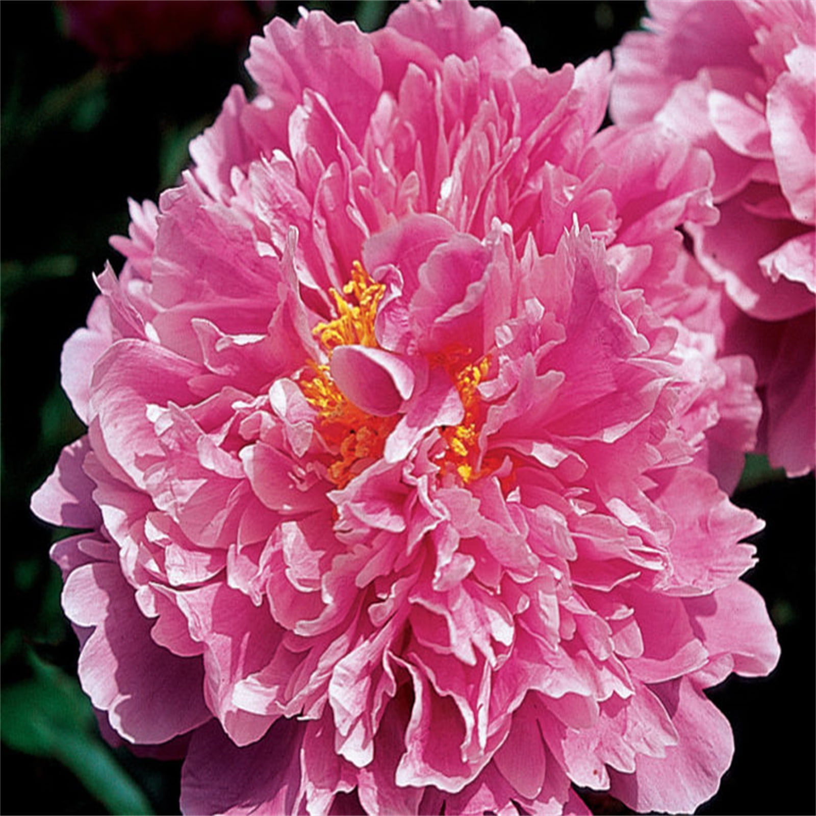 Peony Tubers,Peony Plant,Adapt To Various Environments, Beautiful Fresh ...