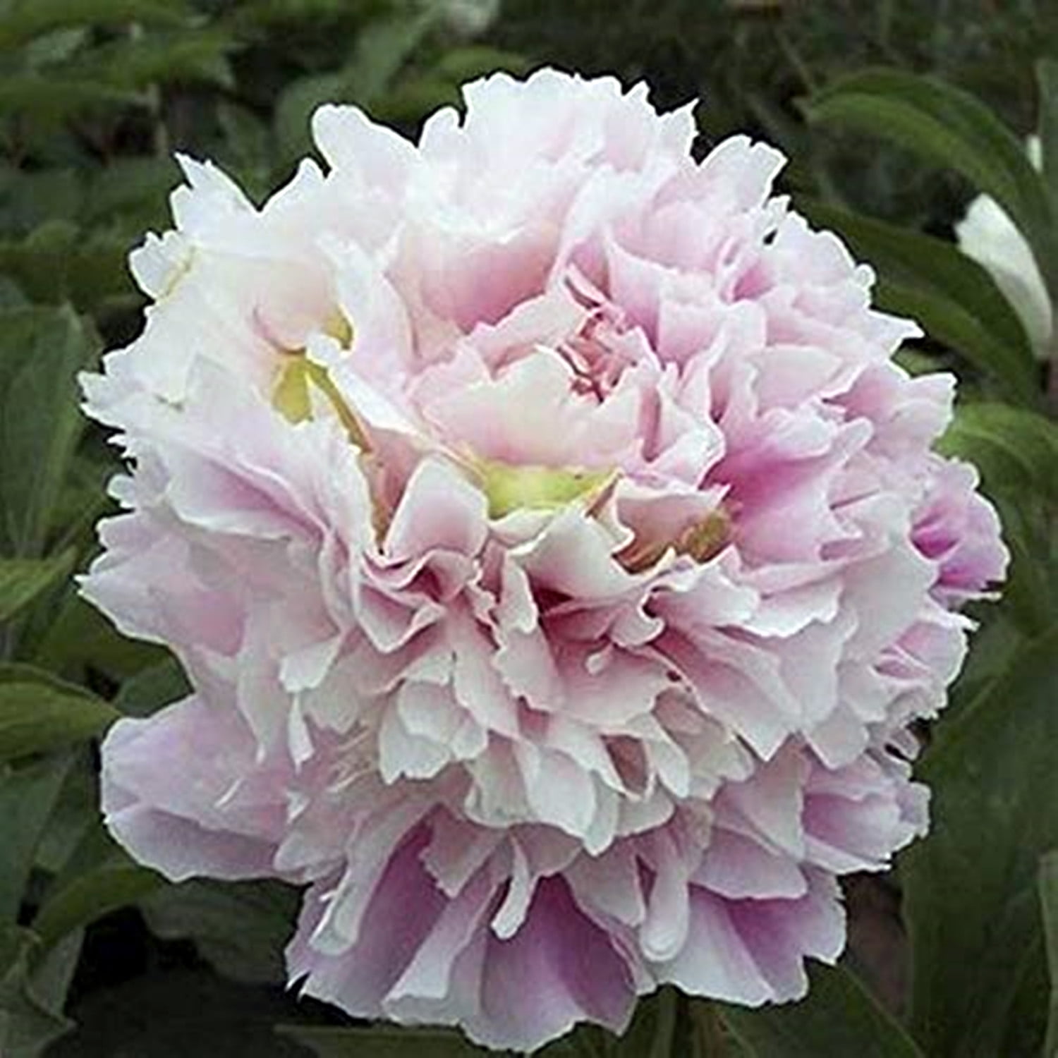 Peony Bulbs plant, Making Them A Versatile, Beautiful Fresh Cut Flowers ...