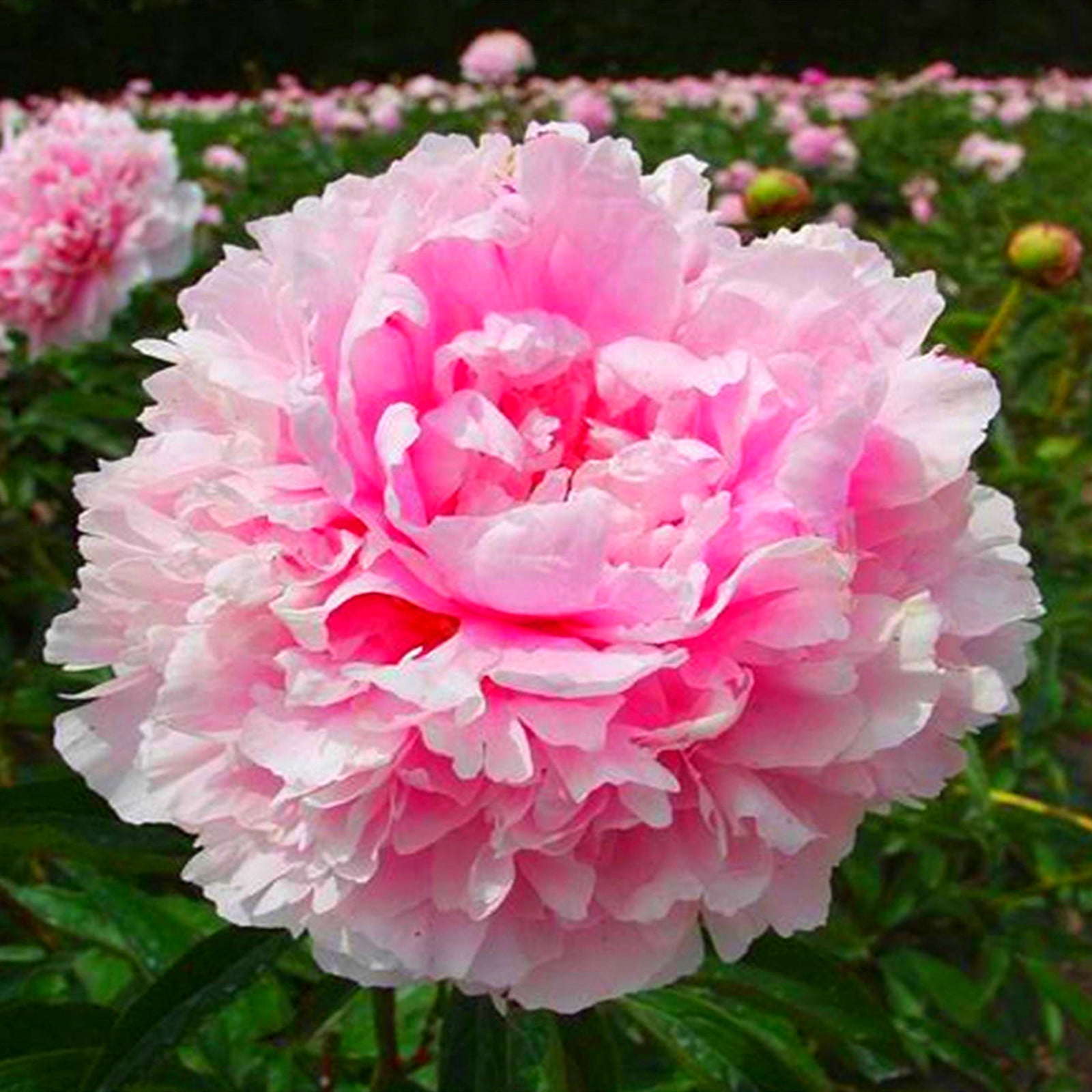 Peony Bulbs plant, Making Them A Versatile,Long-Lasting Choice For ...