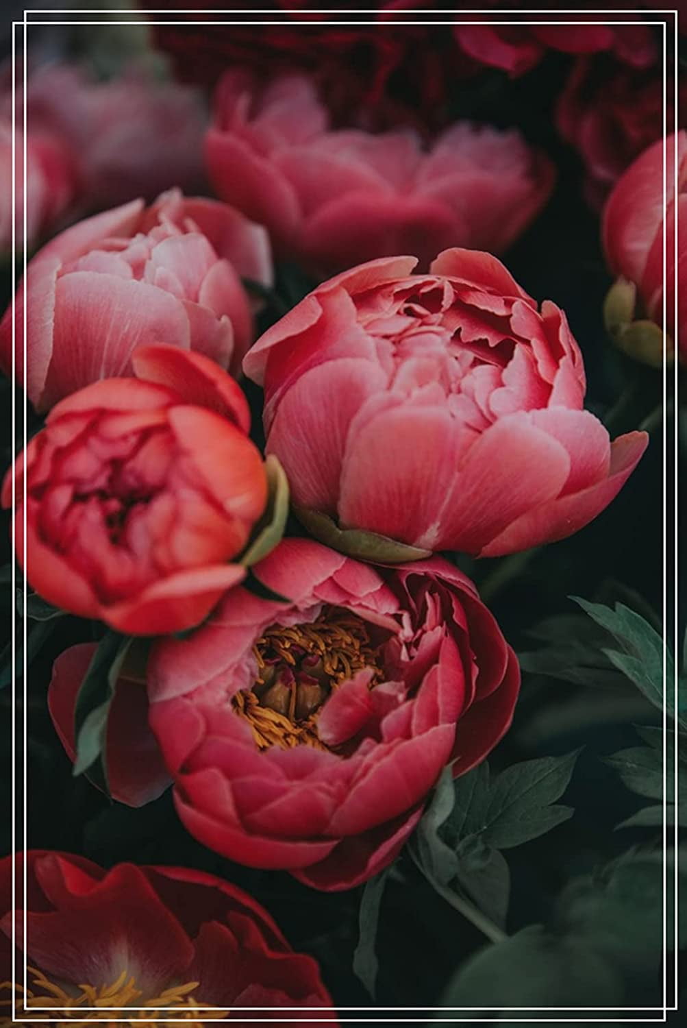 Peony Bulbs plant, Making Them A Versatile, Beautiful Fresh Cut Flowers ...