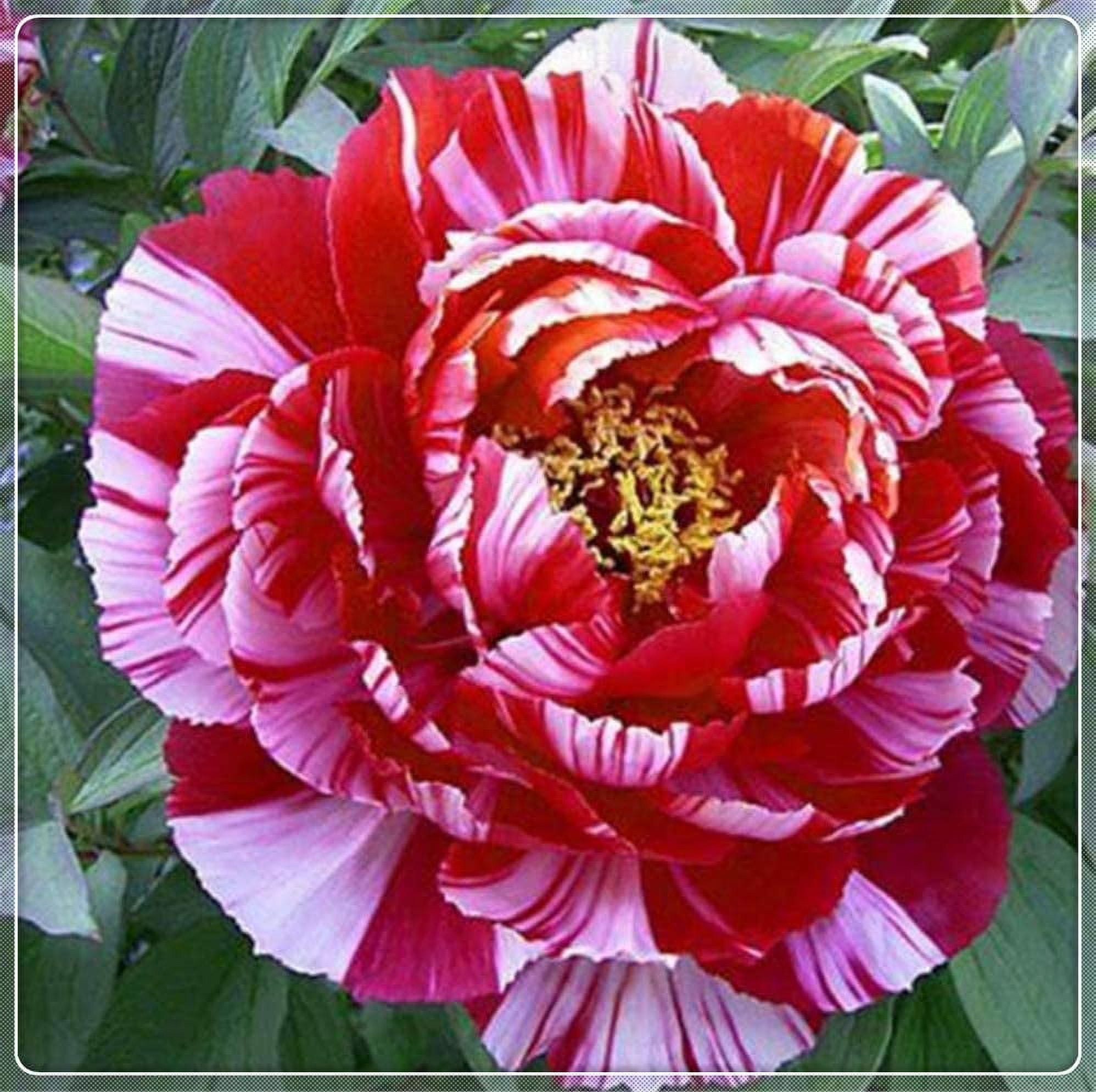 Peony Bulbs plant, Making Them A Versatile, Beautiful Fresh Cut Flowers ...