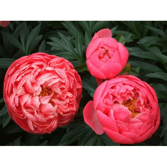 Peony Bulbs in Plant Bulbs - Walmart.com