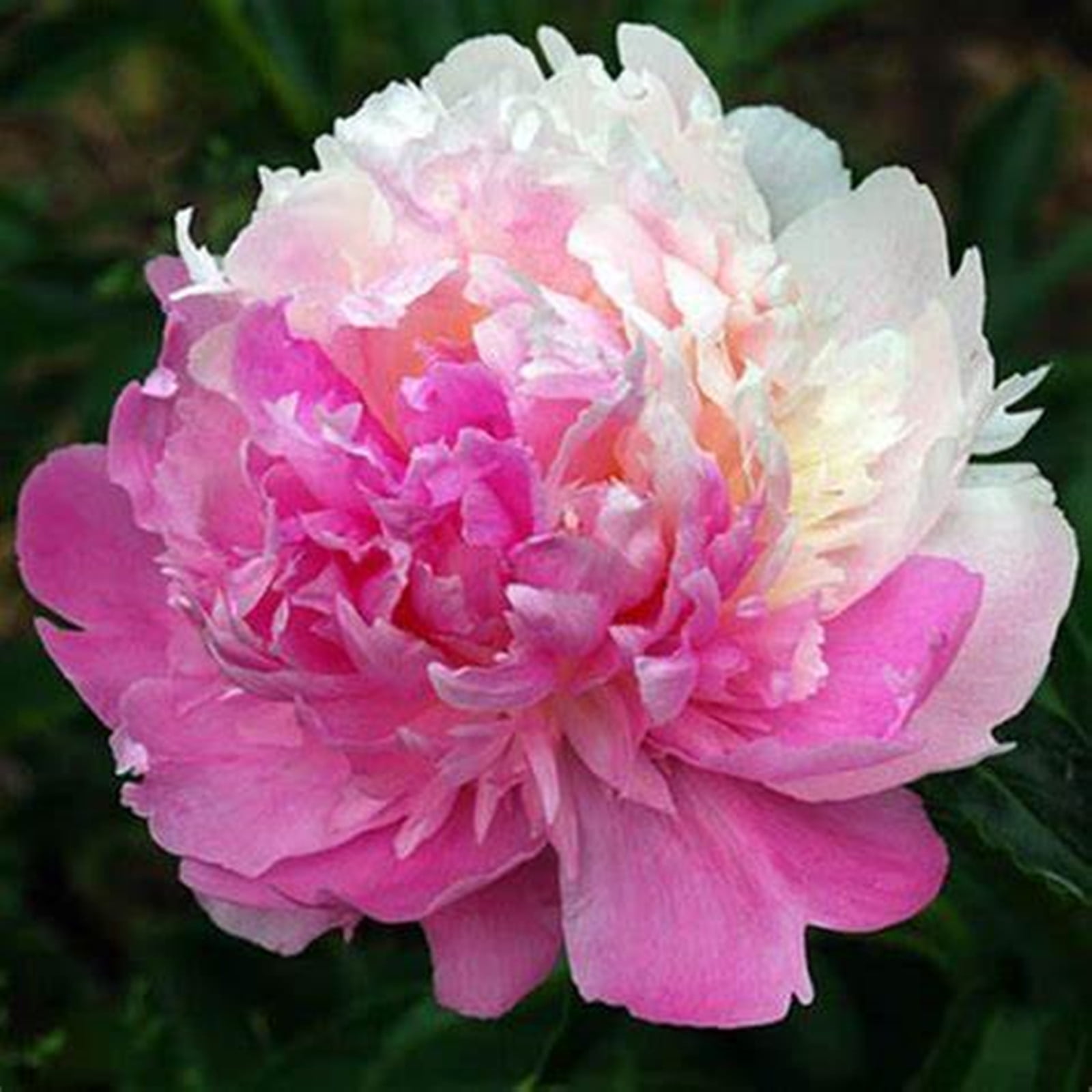 Peony， Easy Care Beautiful Holiday Decor(Peony for Planting)Stunning ...