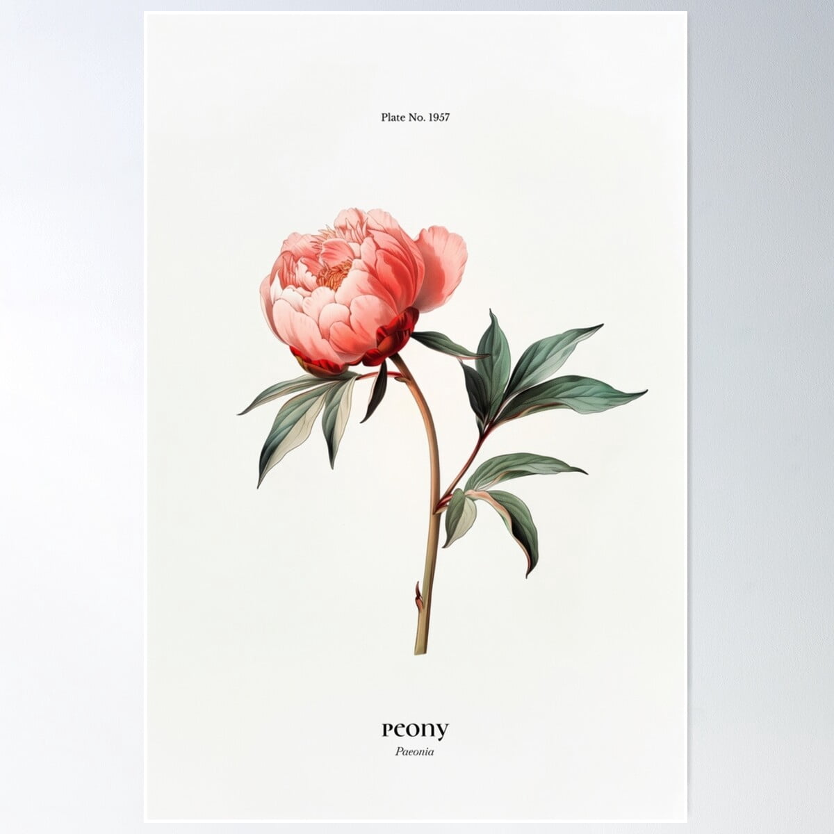 Peony Flower Antique Spring Wildflower Art, Vintage Indiana State ...