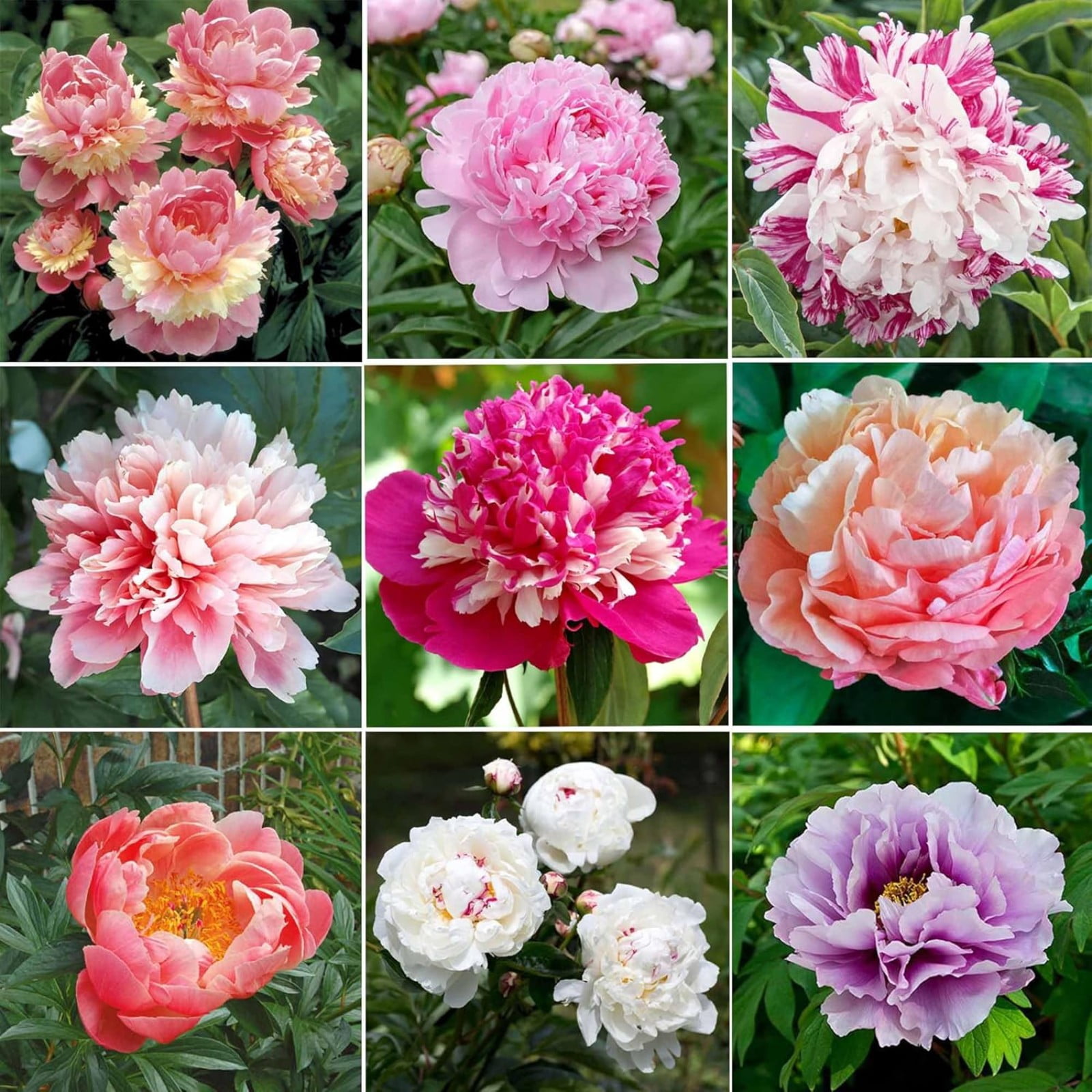 Peony For Garden -Peony For Sale Now-Peony Perennial-Low Maintence ...
