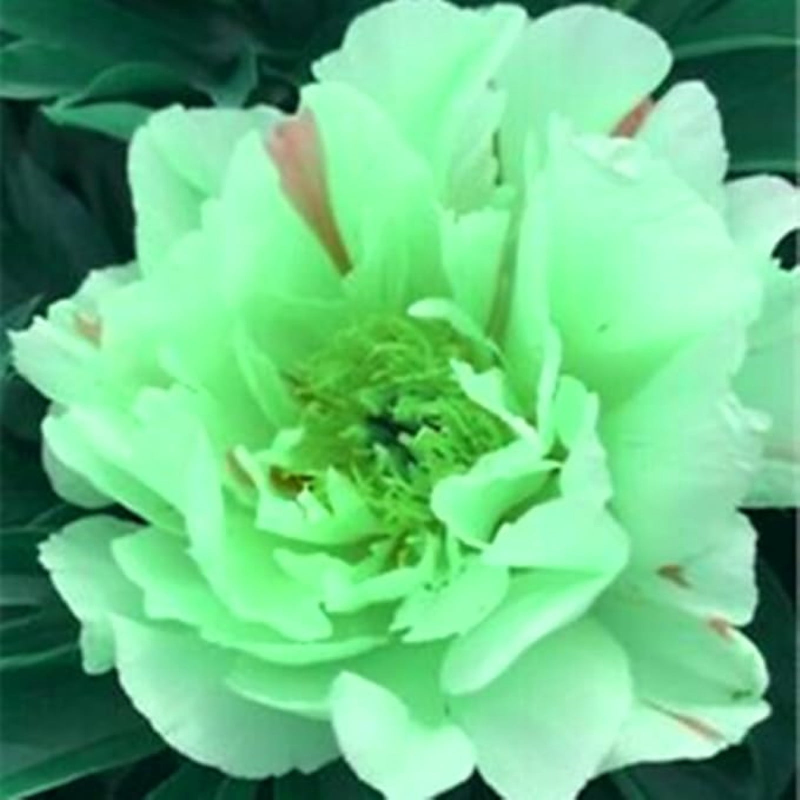 Peony For Planting,Graceful,Garden,Iridescent,Peony Tubers,Peony ...