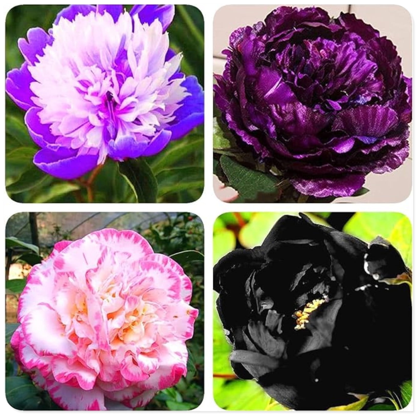 Peony For Planting,Graceful,Garden,Iridescent,Peony Tubers,Peony ...