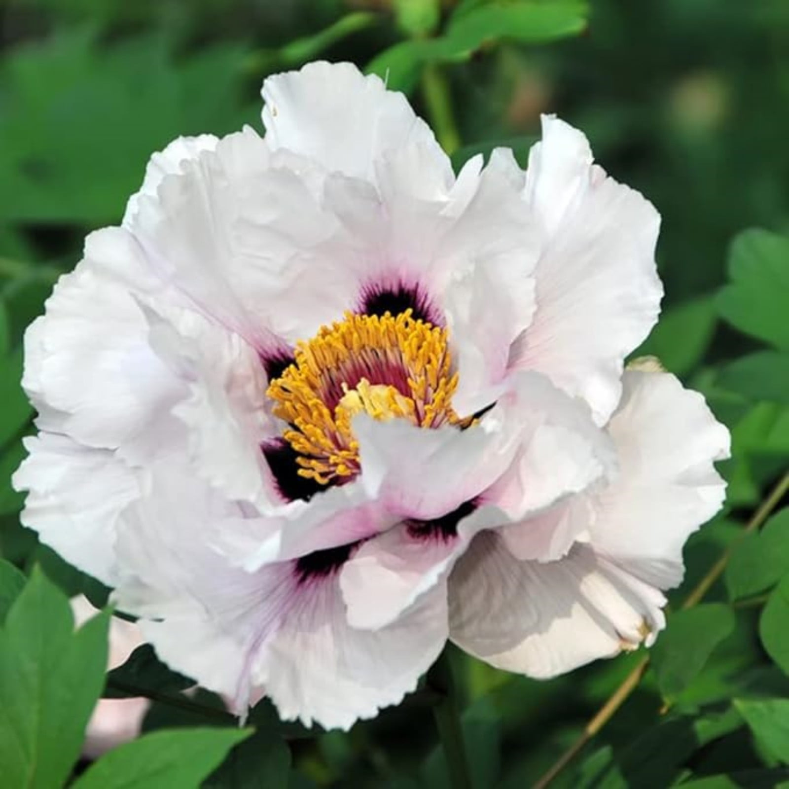 Peony For Planting,Graceful,Garden,Iridescent,Peony Tubers,Peony ...