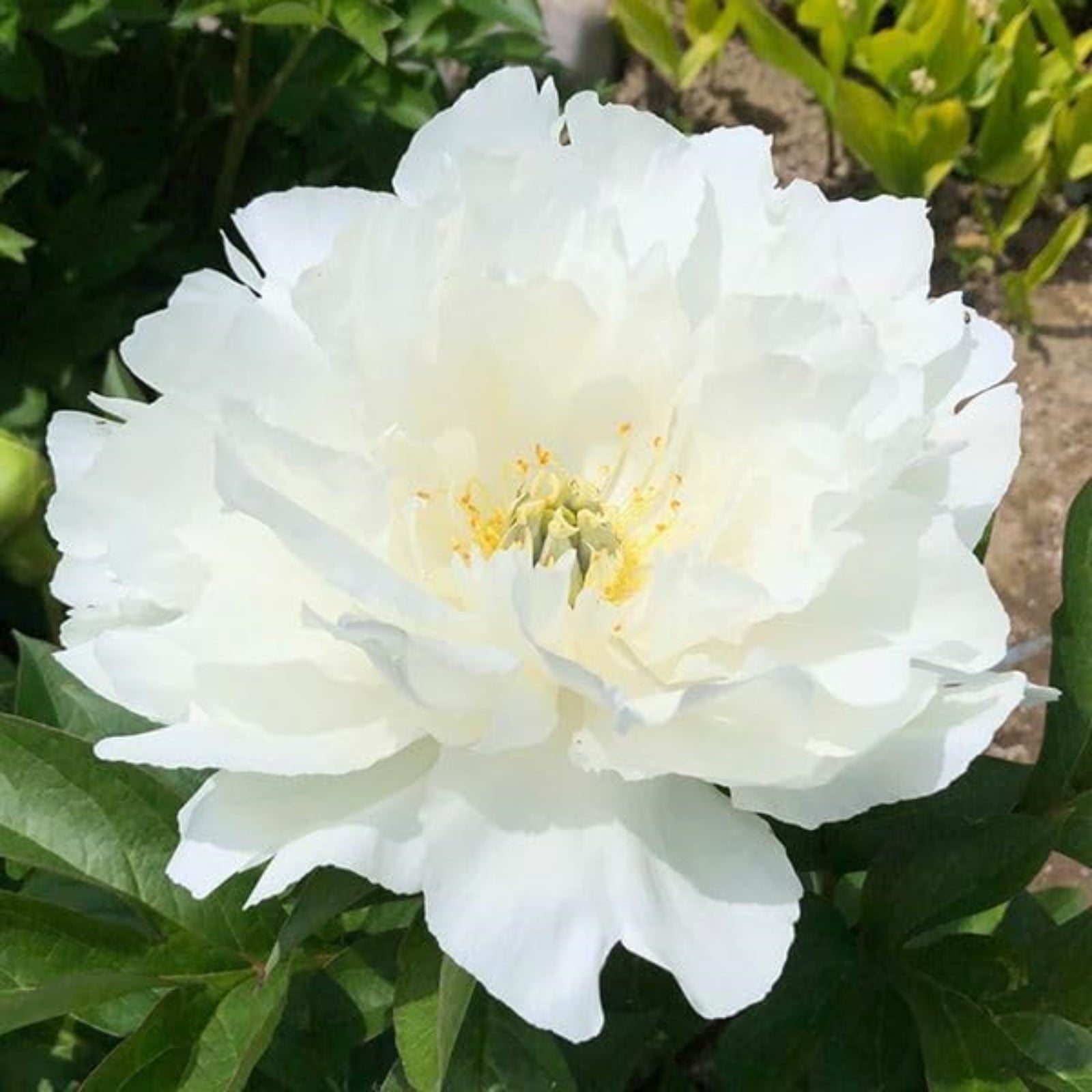 Peony For Planting,Graceful,Garden,Iridescent,Peony Tubers,Peony ...