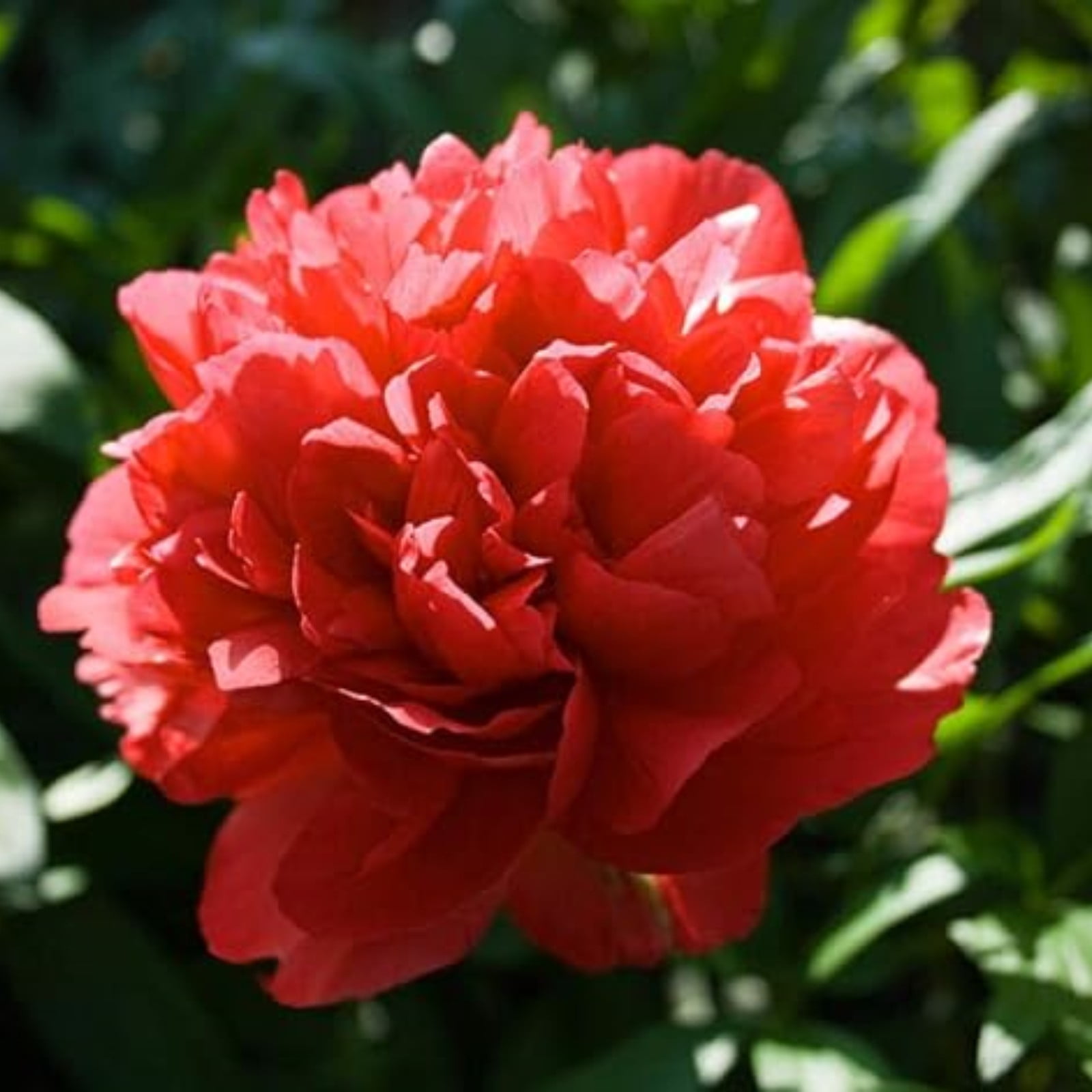 Peony For Planting,Graceful,Garden,Iridescent,Peony Tubers,Peony ...