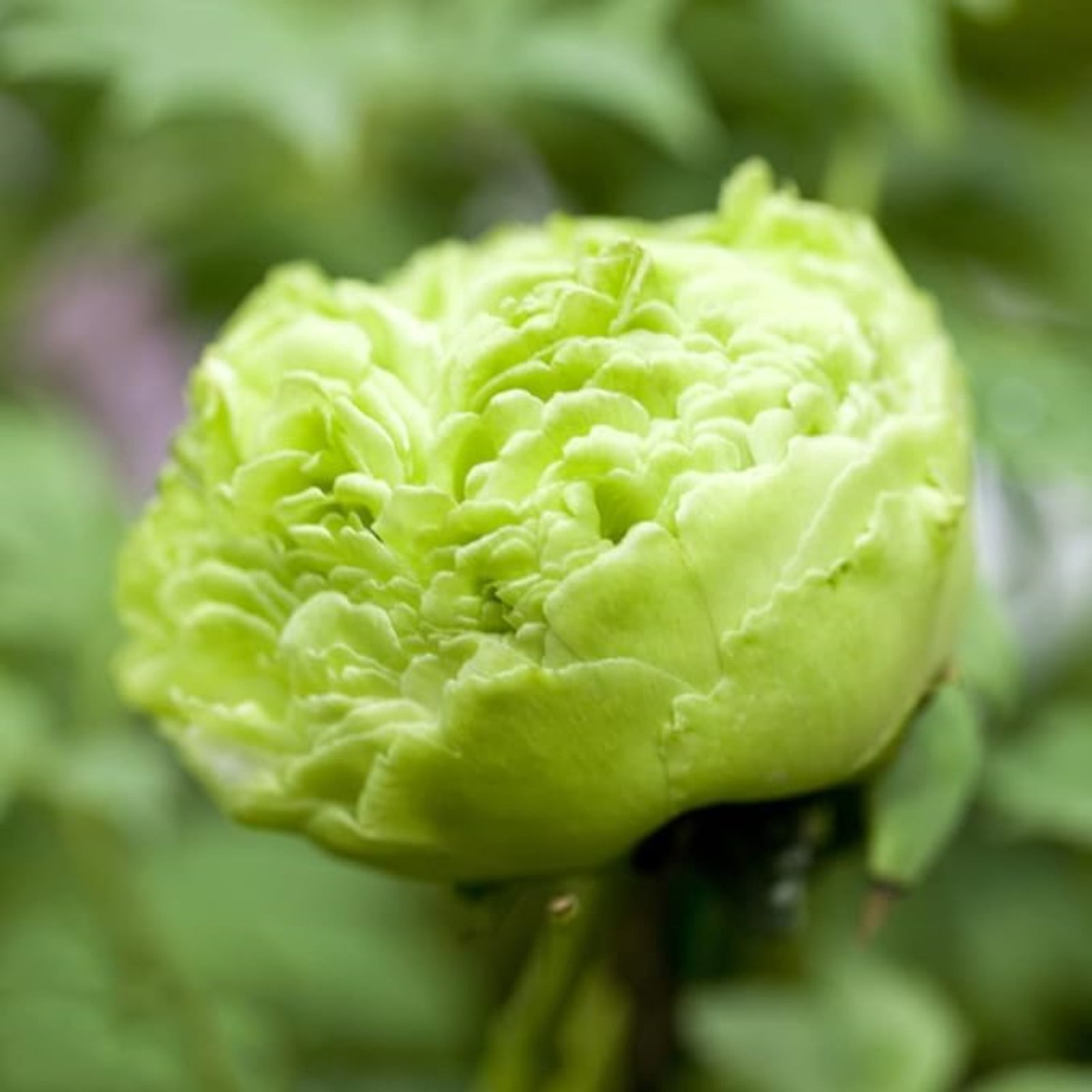 Peony For Planting,Graceful,Garden,Iridescent,Peony Tubers,Peony ...