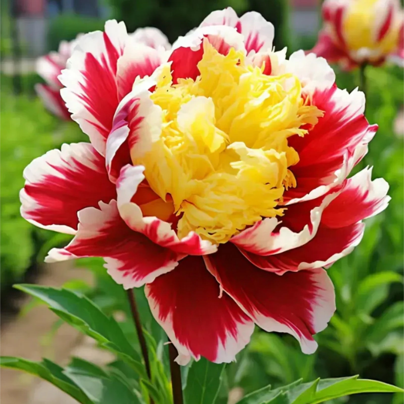 Peony For Planting,Graceful,Peony Plants For Garden Ready To Plant ...