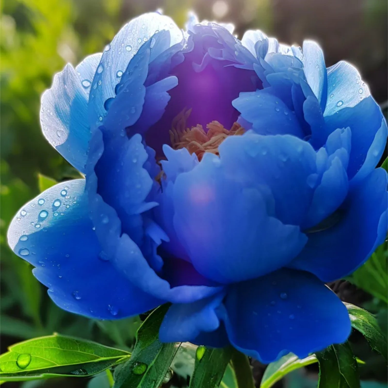 Peony For Planting,Graceful,Peony Plants For Garden Ready To Plant ...