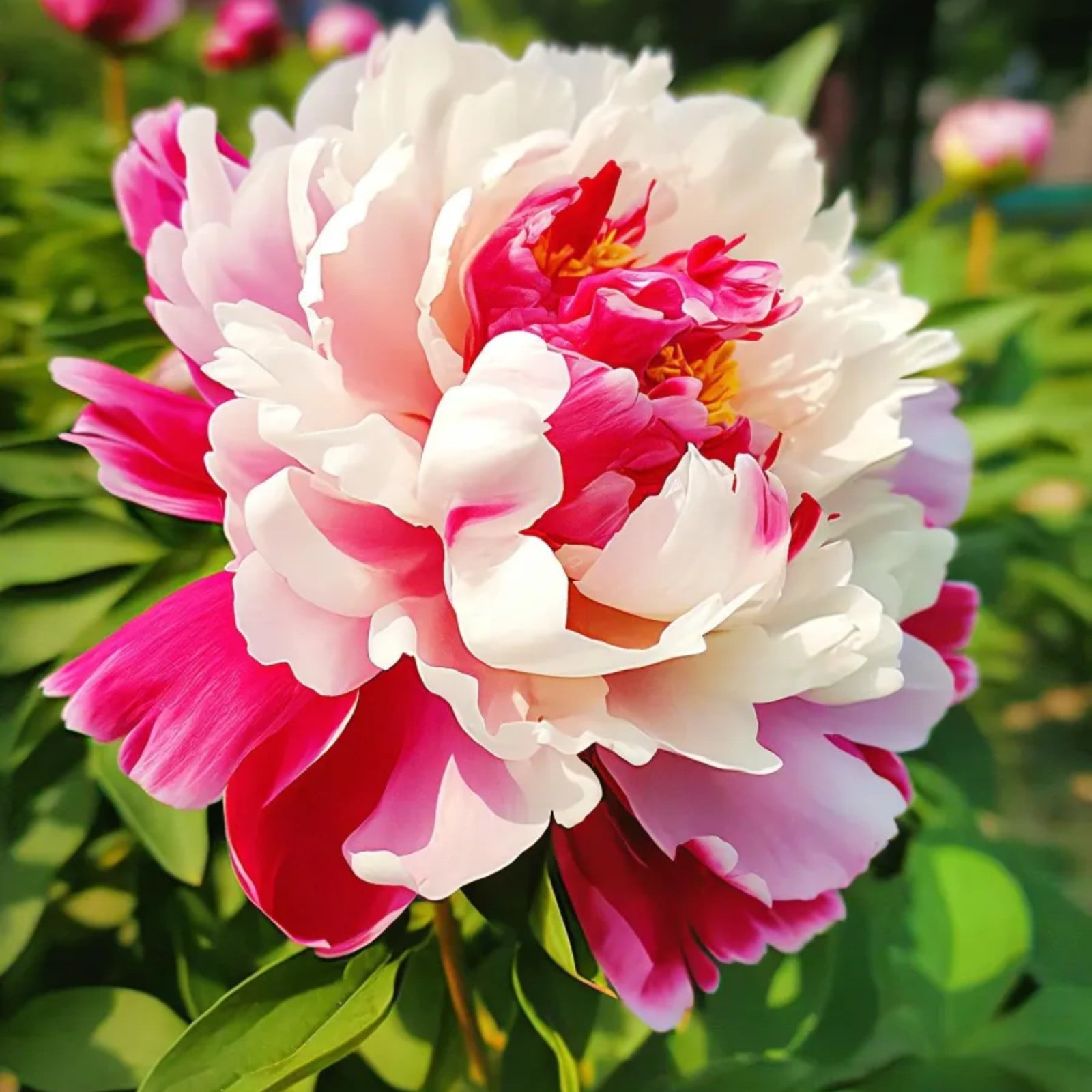 Peony For Planting,Graceful,Peony Plants For Garden Ready To Plant ...