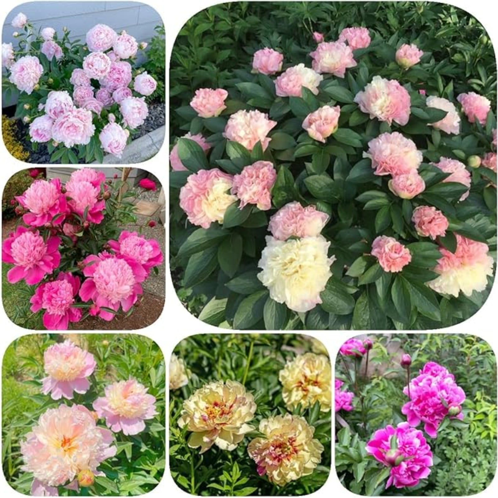 Peony For Planting,Graceful,Peony Plants For Garden Ready To Plant ...