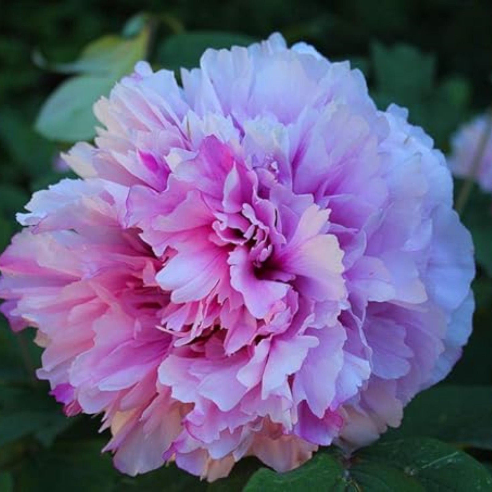 Peony For Planting,Graceful,Peony Plants For Garden Ready To Plant ...