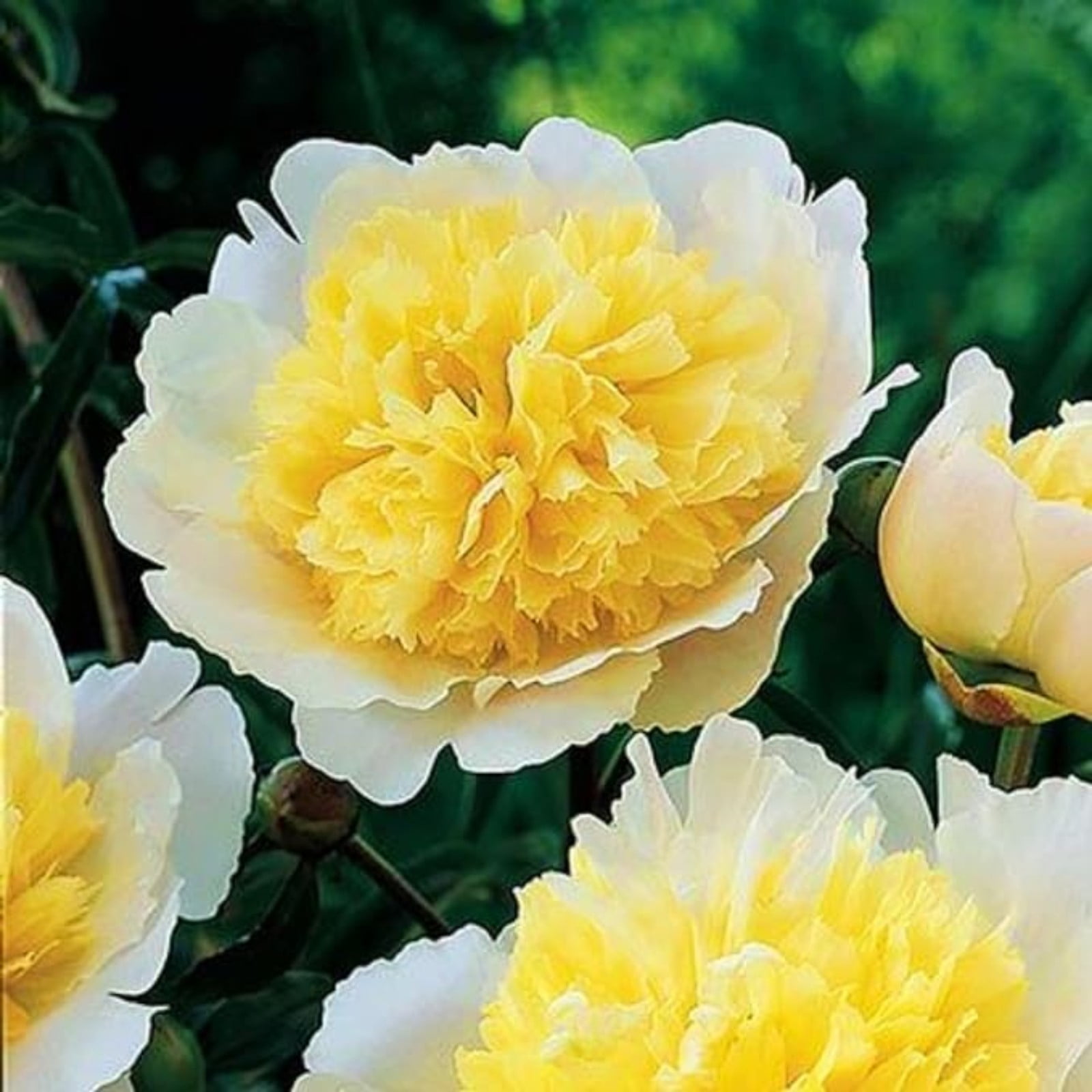 Peony For Planting,Peony Tubers,Graceful,Garden,Iridescent,Peony ...