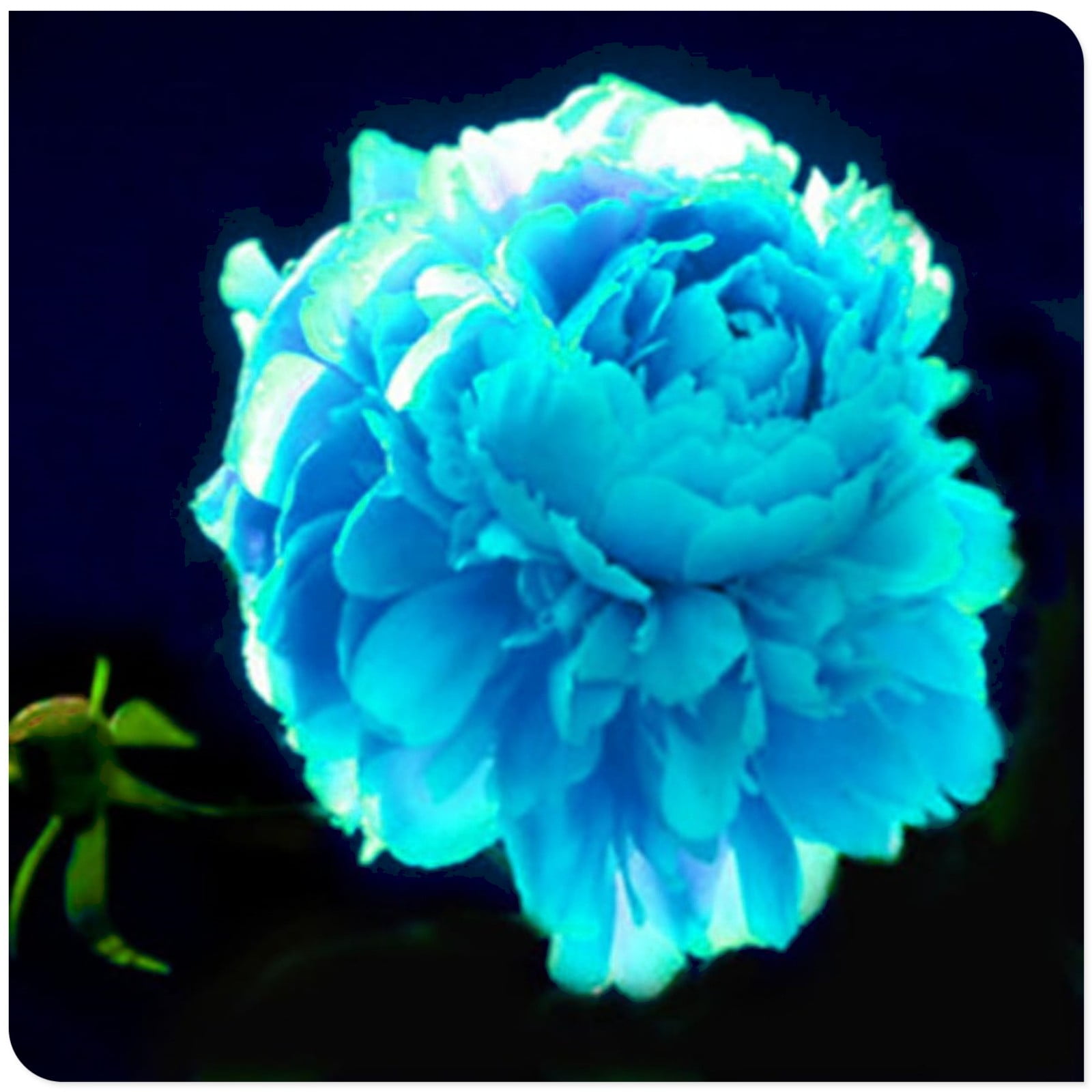 Peony For Planting,Peony Tubers,Graceful,Garden,Iridescent,Peony ...