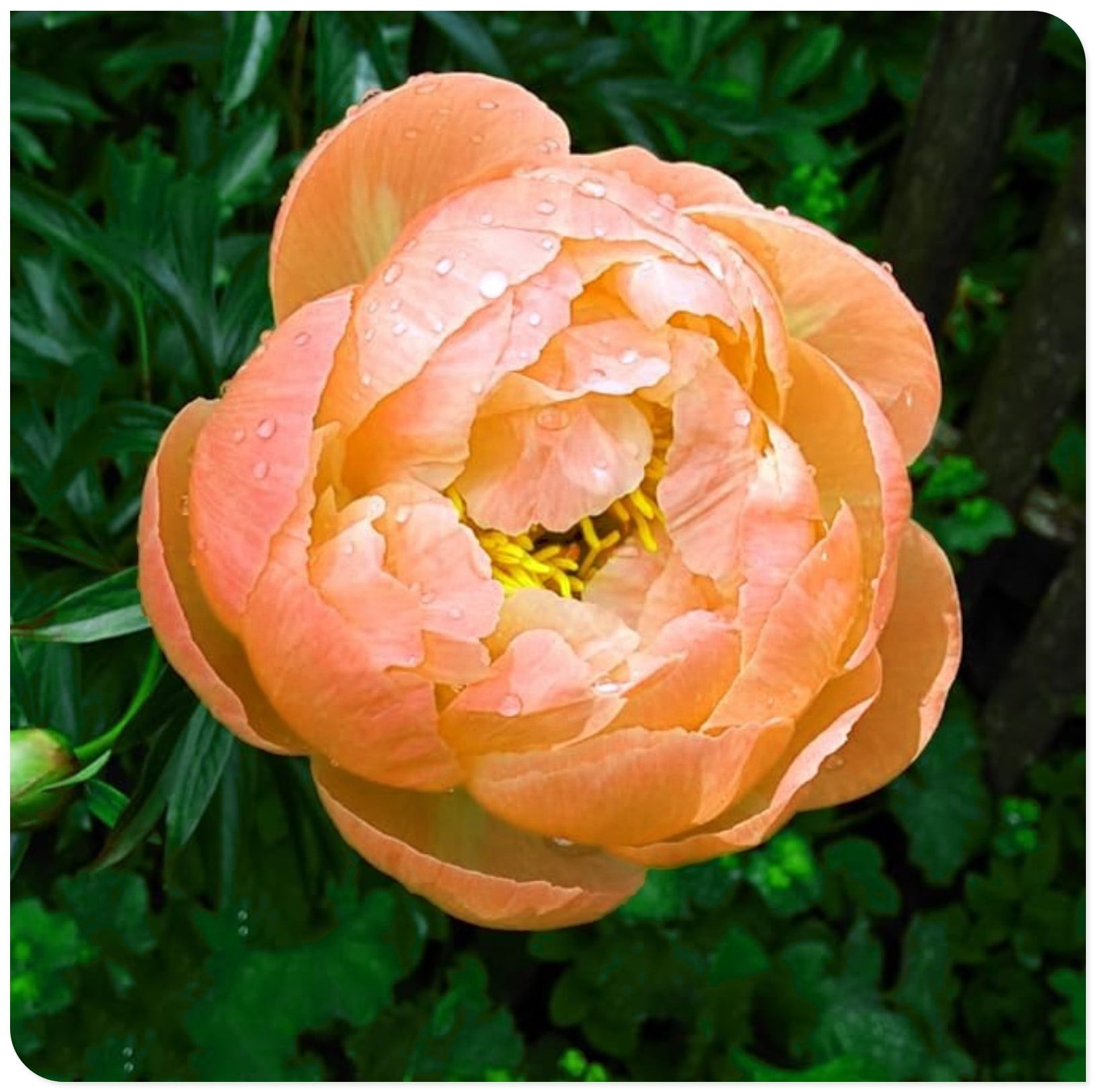 Peony For Planting,Peony Tubers,Graceful,Garden,Iridescent,Peony ...