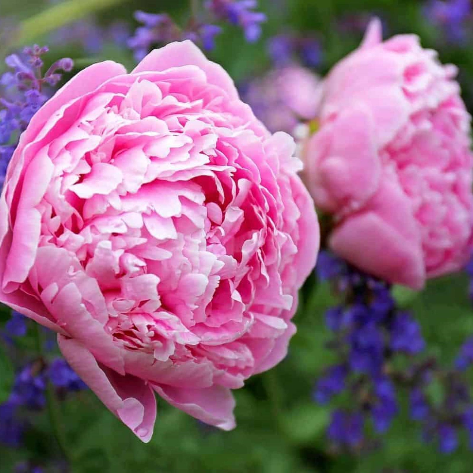 -Peony For Sale Now-Peony Perennial-Low Maintence -Simple Grow-Outdoor ...
