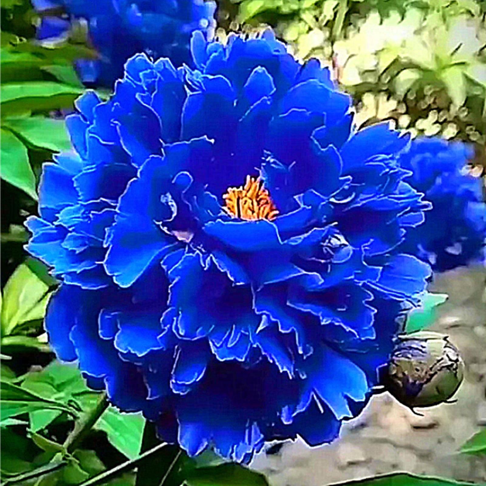 Peony Grow Amazing，Perennial Dazzling Peony,Decorative Choice ...