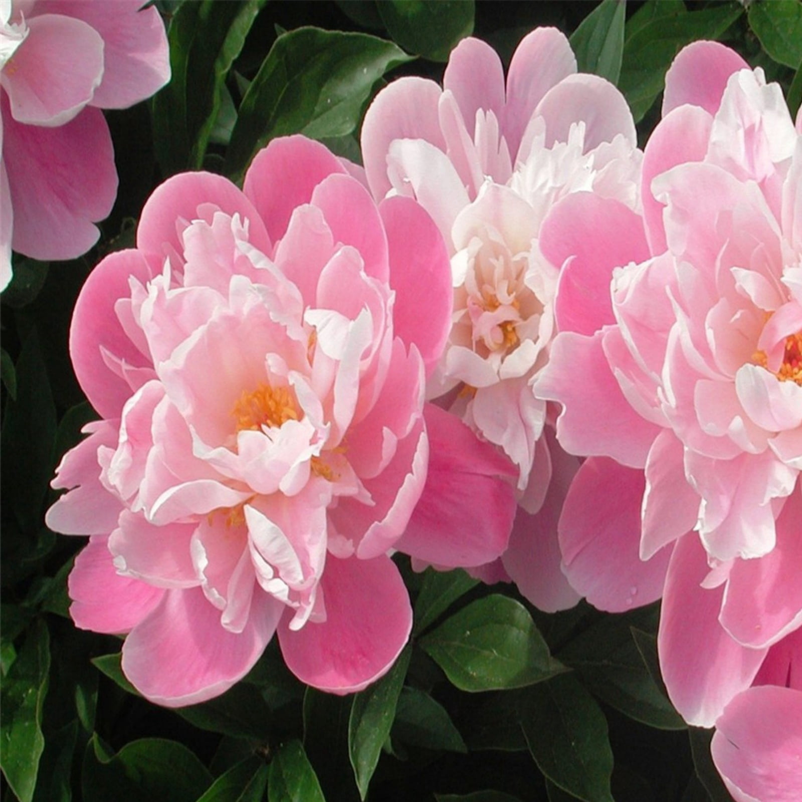 Peony-/Perennials-Home Garden Decoration Bright for Planting - Walmart.com