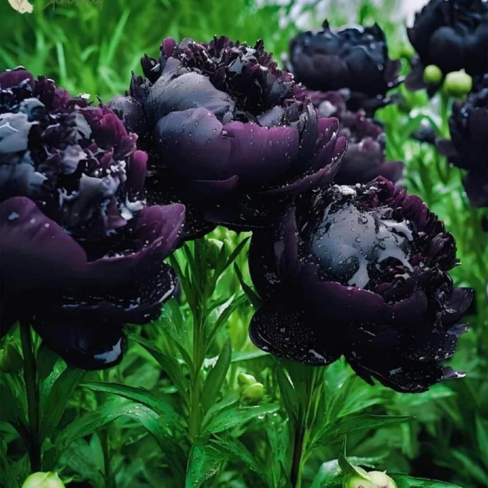 Peony-/Perennials-Home Garden Decoration Bright for Planting - Walmart.com