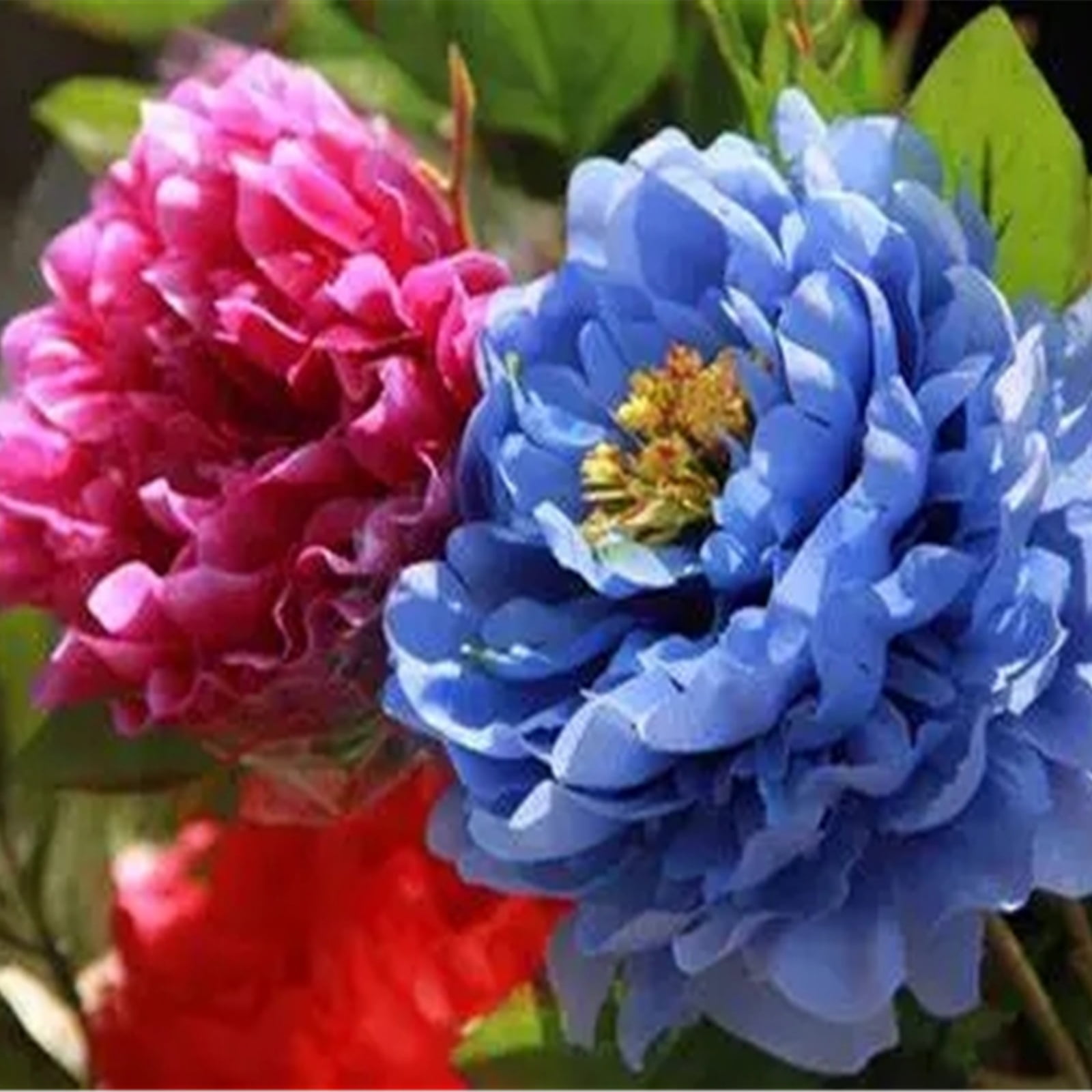 Peony/Perennials/Home Garden Decoration Bright for Planting - Walmart.com