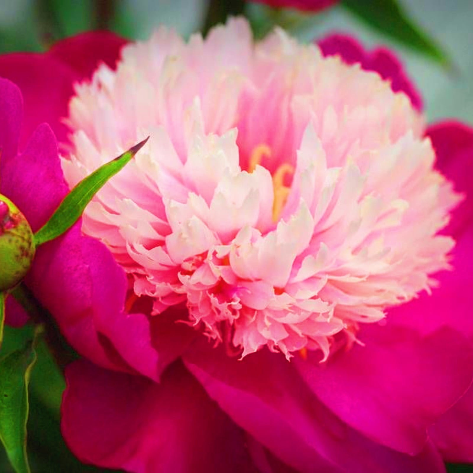 Peony Planting Beautiful Environment Planting for Pots - Walmart.com