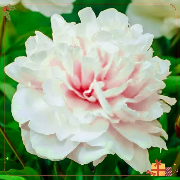 Peony Bulbs in Plant Bulbs - Walmart.com