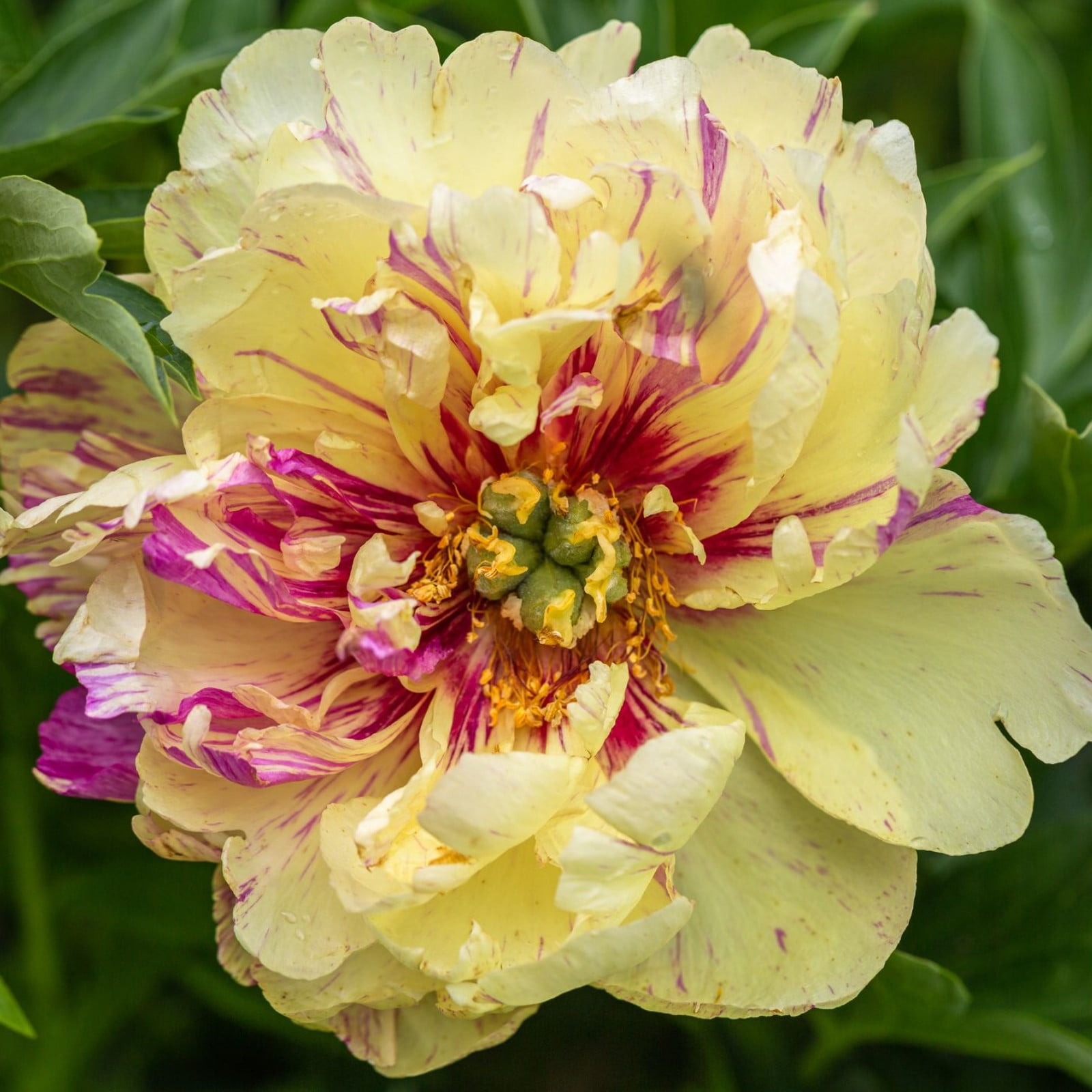 Peony Plants For Garden Ready To Plant Peony Bulbs For Planting Now Peony Bulb Flower Perennial