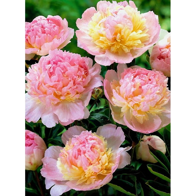 Peony Raspberry Sundae - Fragrant - Raspberry/Pink/White - Bareroot - 2 ...