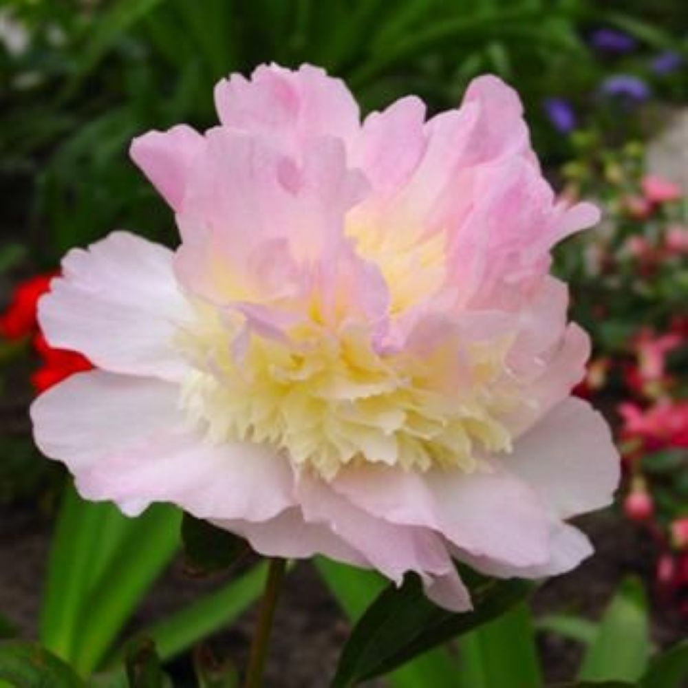 Peony Raspberry Sundae - Fragrant - Raspberry/Pink/White - Bareroot - 2 ...