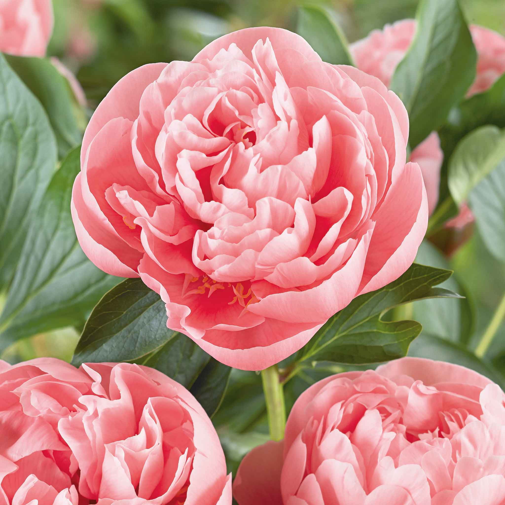 Eden Brothers Peony Roots - Etched Salmon - Walmart.com