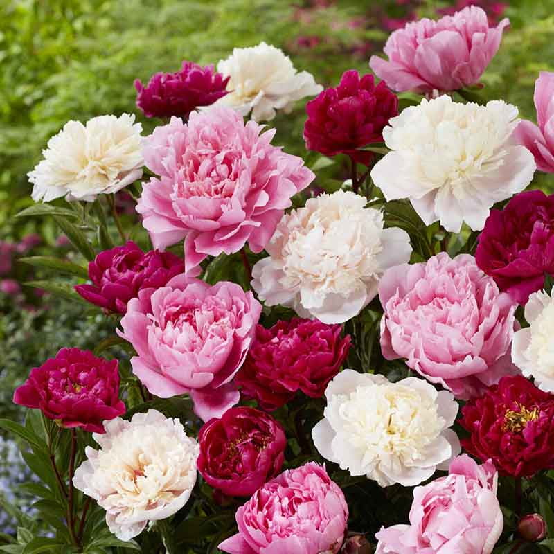 Eden Brothers Peony Roots - Mixed - Walmart.com